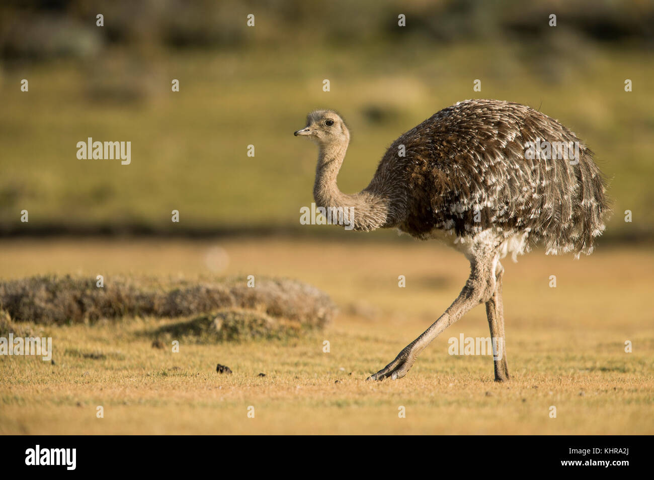 Lesser Rhea (Rhea pennata), Torres del Paine National Park, Patagonia ...