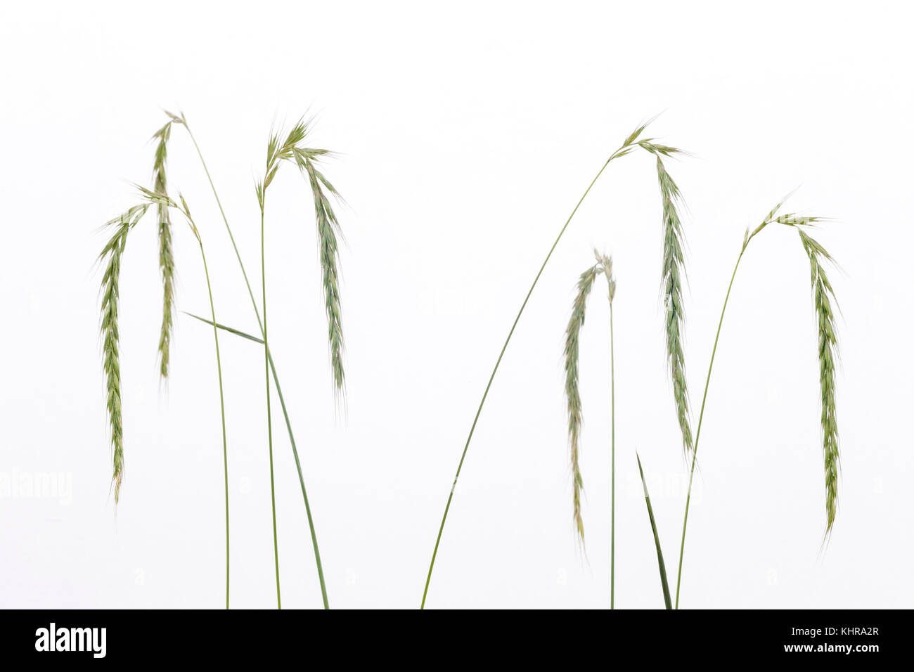Siberian Wildrye (Elymus sibiricus) grasses, eastern Mongolia Stock ...