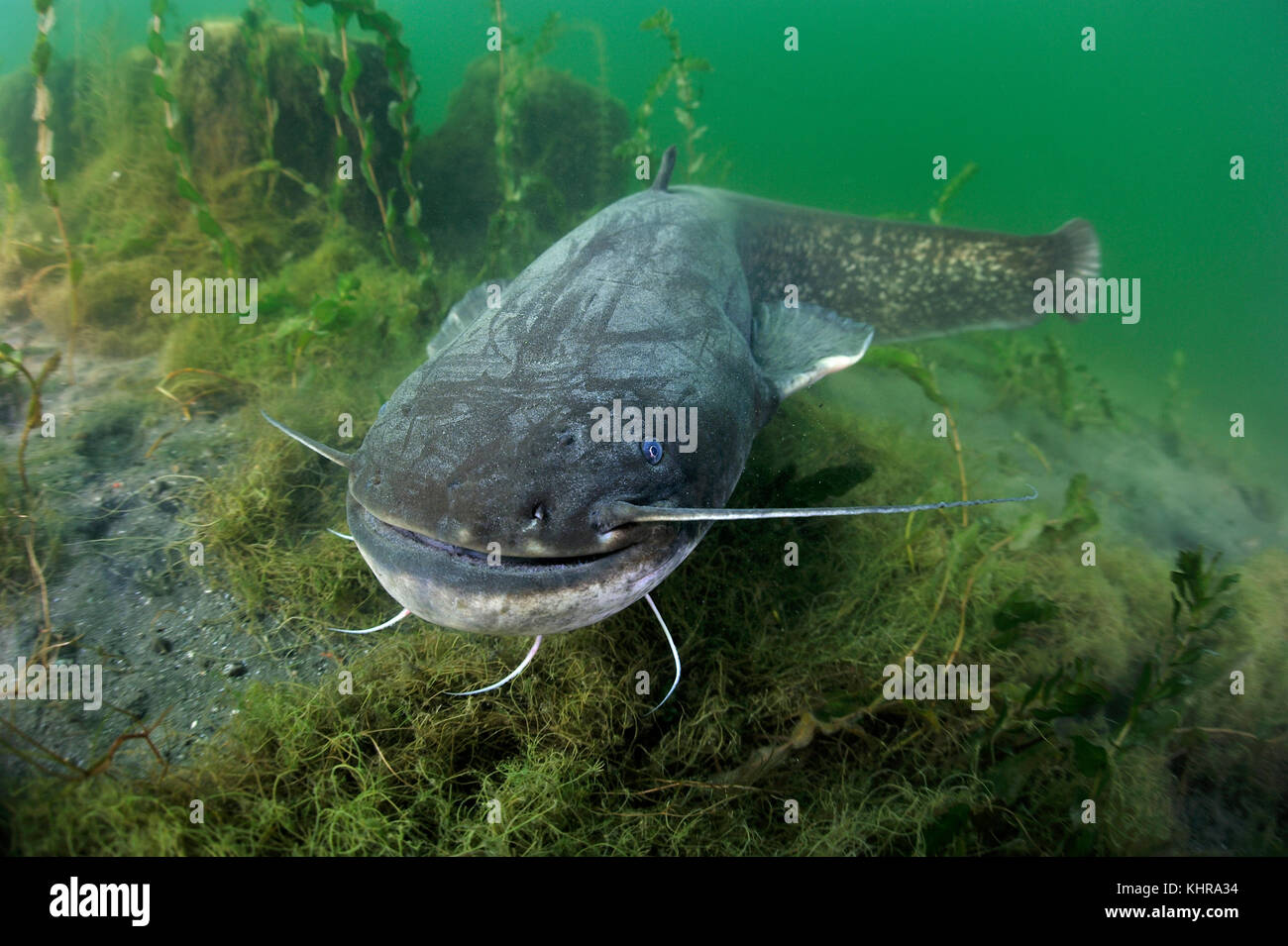 Wels (Silurus glanis) male guarding nest, Netherlands Stock Photo - Alamy
