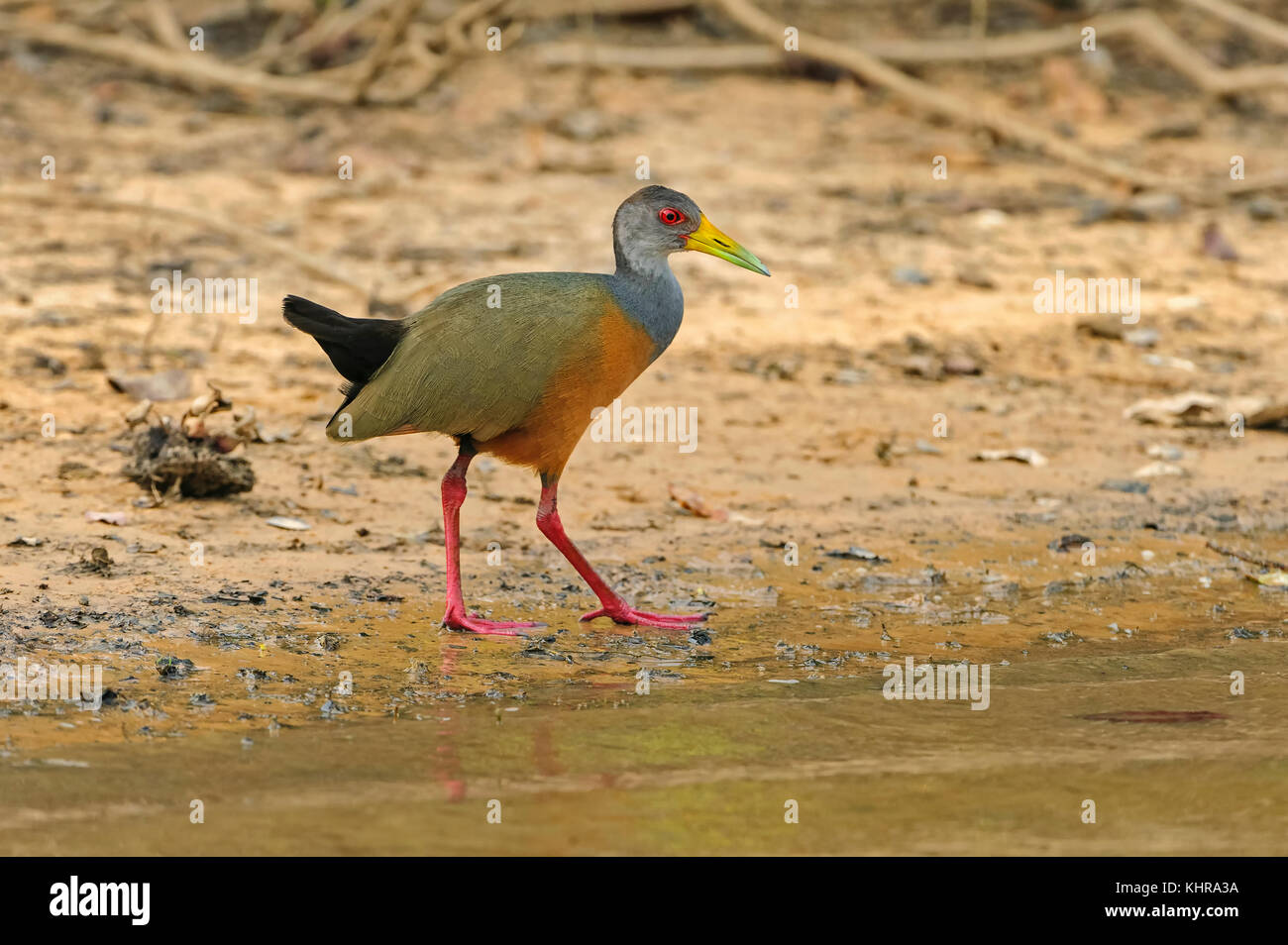 Grey-necked Wood-rail (Aramides cajanea), Pantanal, Mato Grosso, Brazil ...