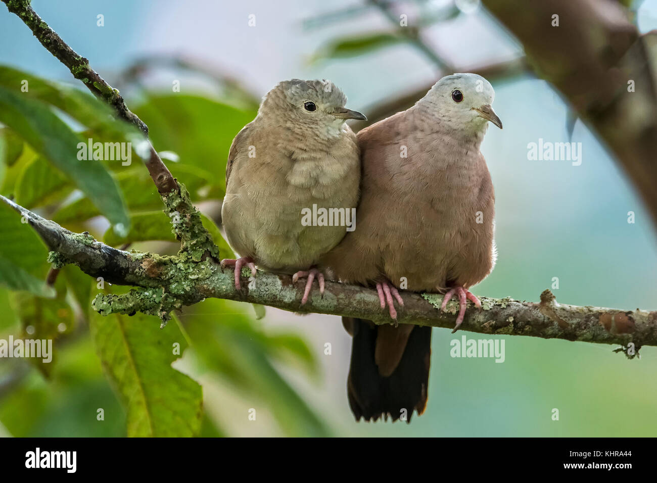 Ruddy Ground-Dove (Columbina talpacoti) female and male, Guacharo Cave ...