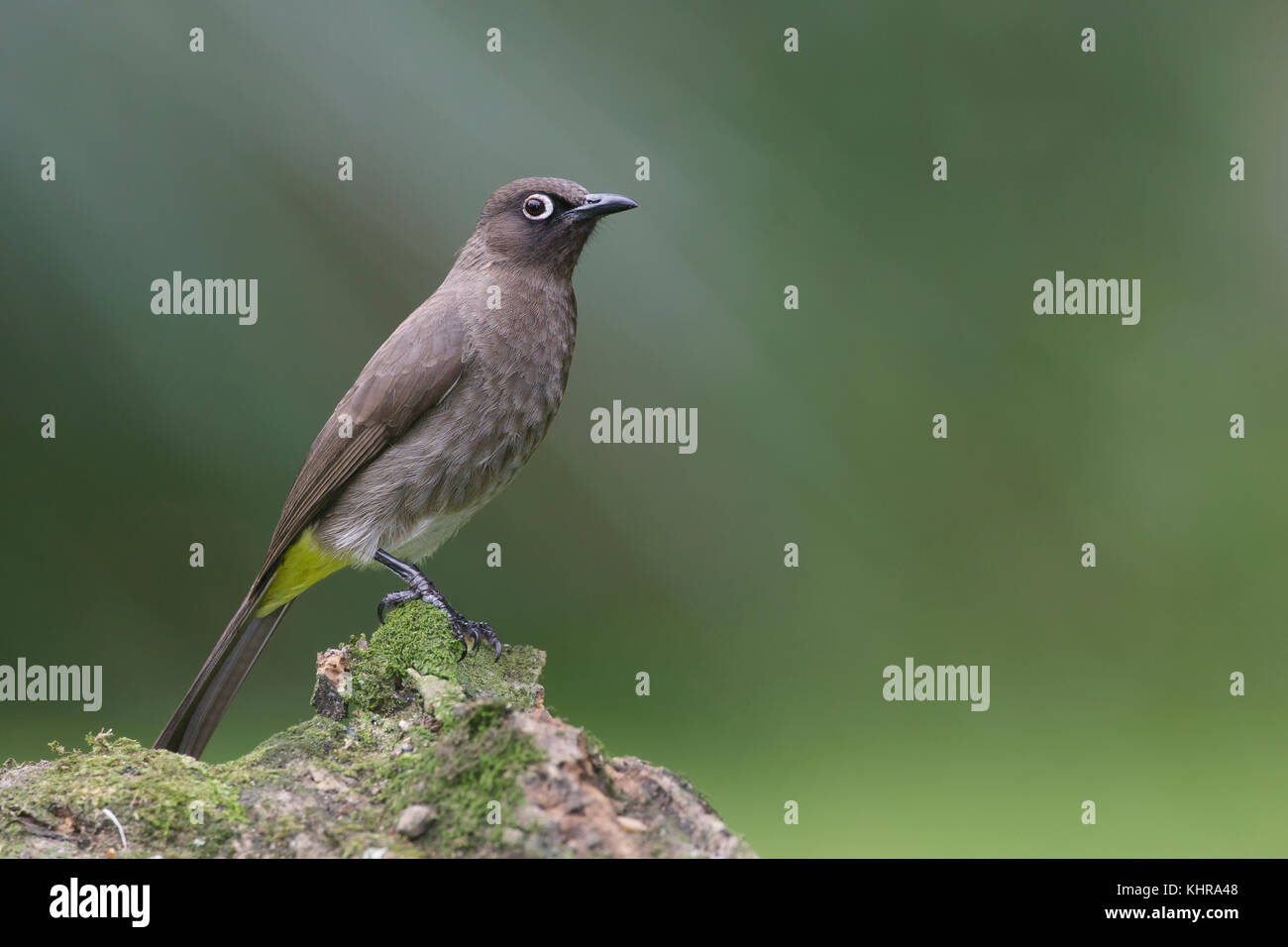 "Cape Bulbul (Pycnonotus capensis), Western Cape, South Africa Stock ...