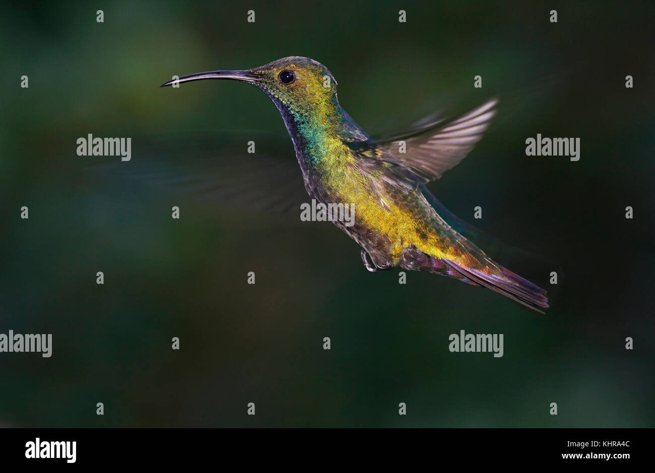 Coppery-headed Emerald (Elvira cupreiceps) male hummingbird hovering ...