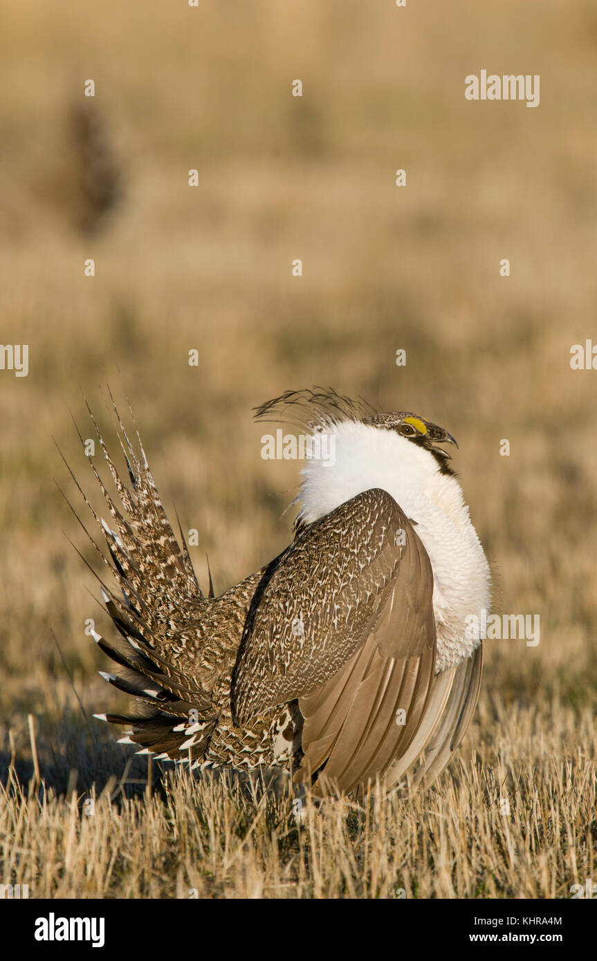 Sage Grouse (Centrocercus urophasianus) male in courtship display at ...