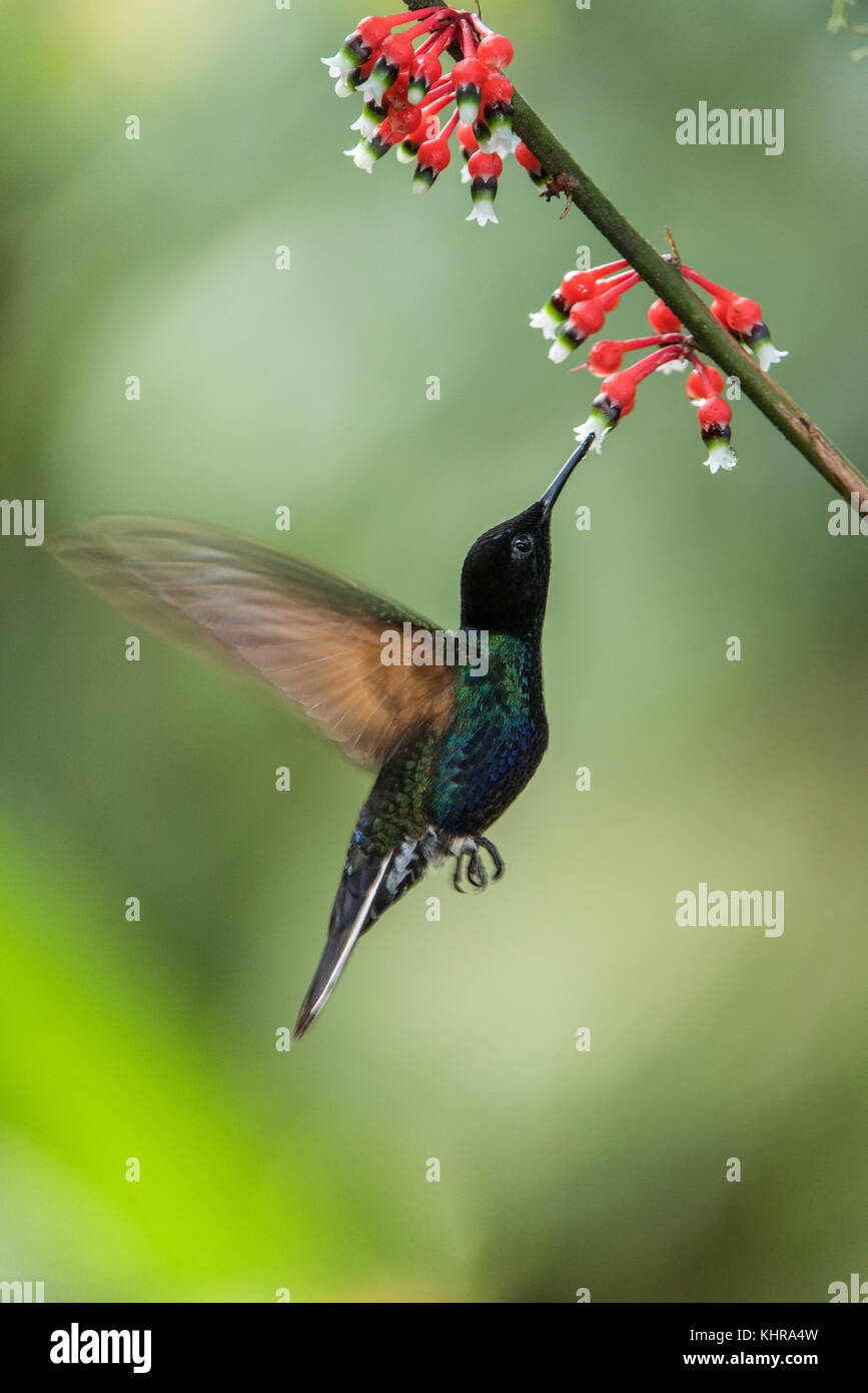 Velvet-purple Coronet (Boissonneaua jardini) male feeding on flower ...