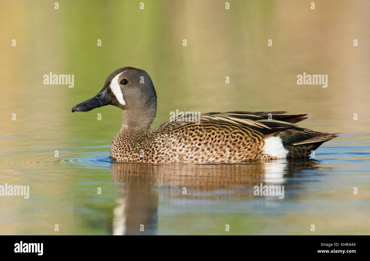 Blue-winged Teal (Anas discors) male, Texas Stock Photo - Alamy