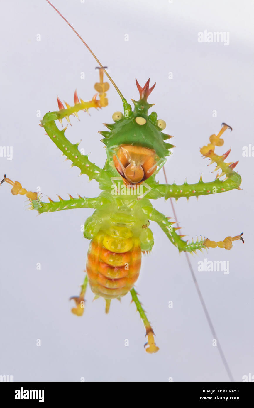 Katydid (Panacanthus cuspidatus) in defensive posture, Yasuni National ...