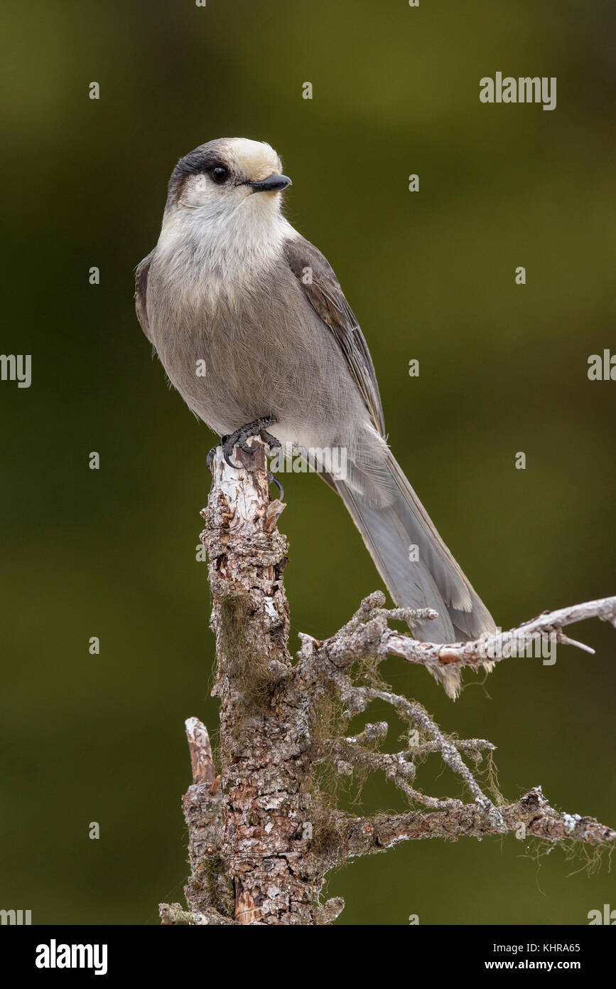 Canada Jay (Perisoreus canadensis), Alaska Stock Photo - Alamy