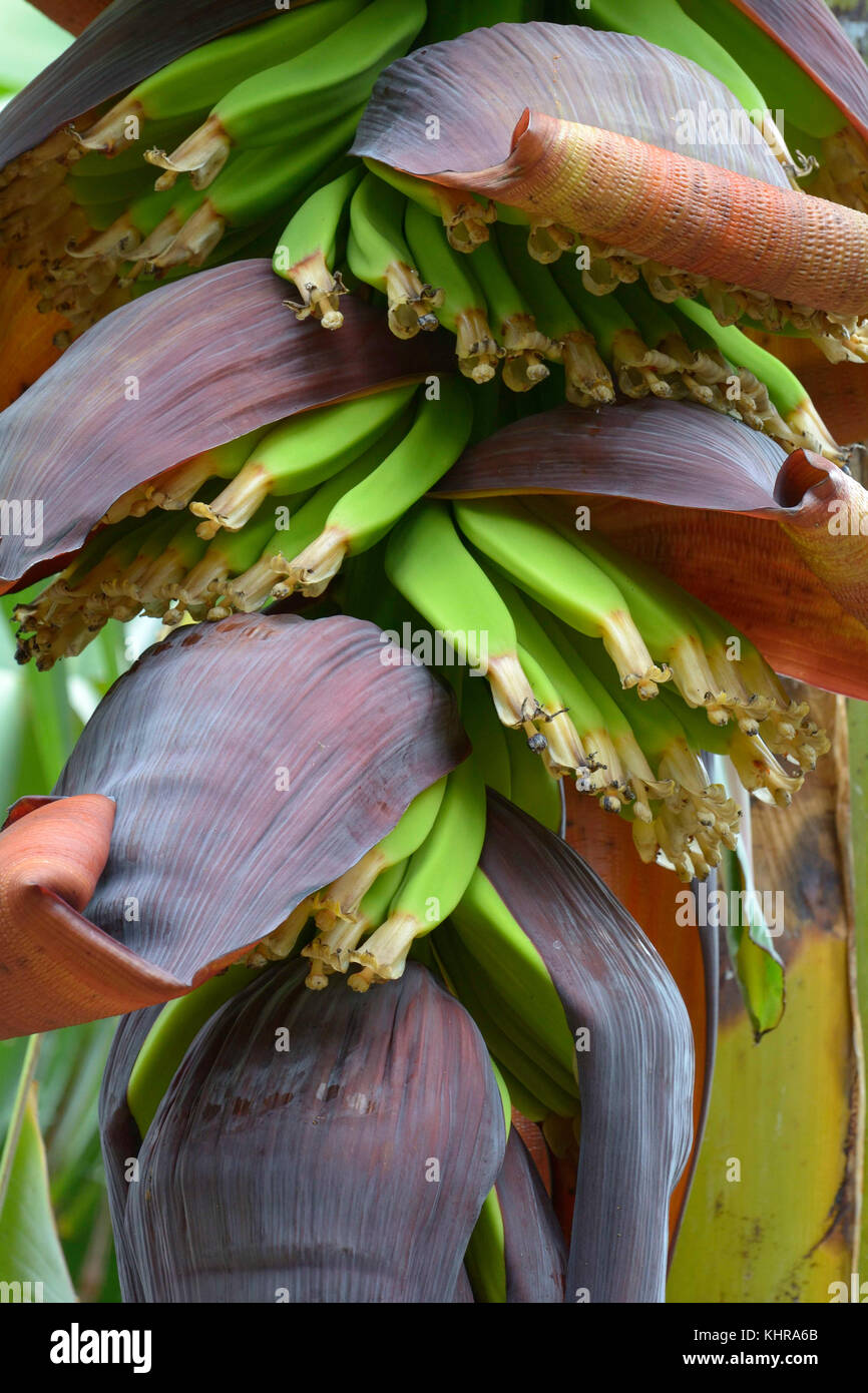 Dwarf Banana (Musa acuminata) new fruit, Canary Islands, Spain Stock ...