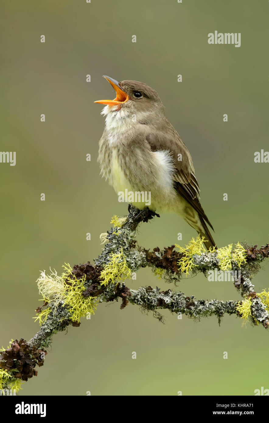 Olive-sided Flycatcher (Contopus cooperi) calling, British Columbia ...