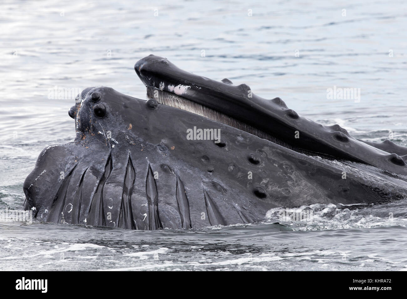 Humpback Whale (Megaptera novaeangliae) gulp feeding, southeast Alaska ...