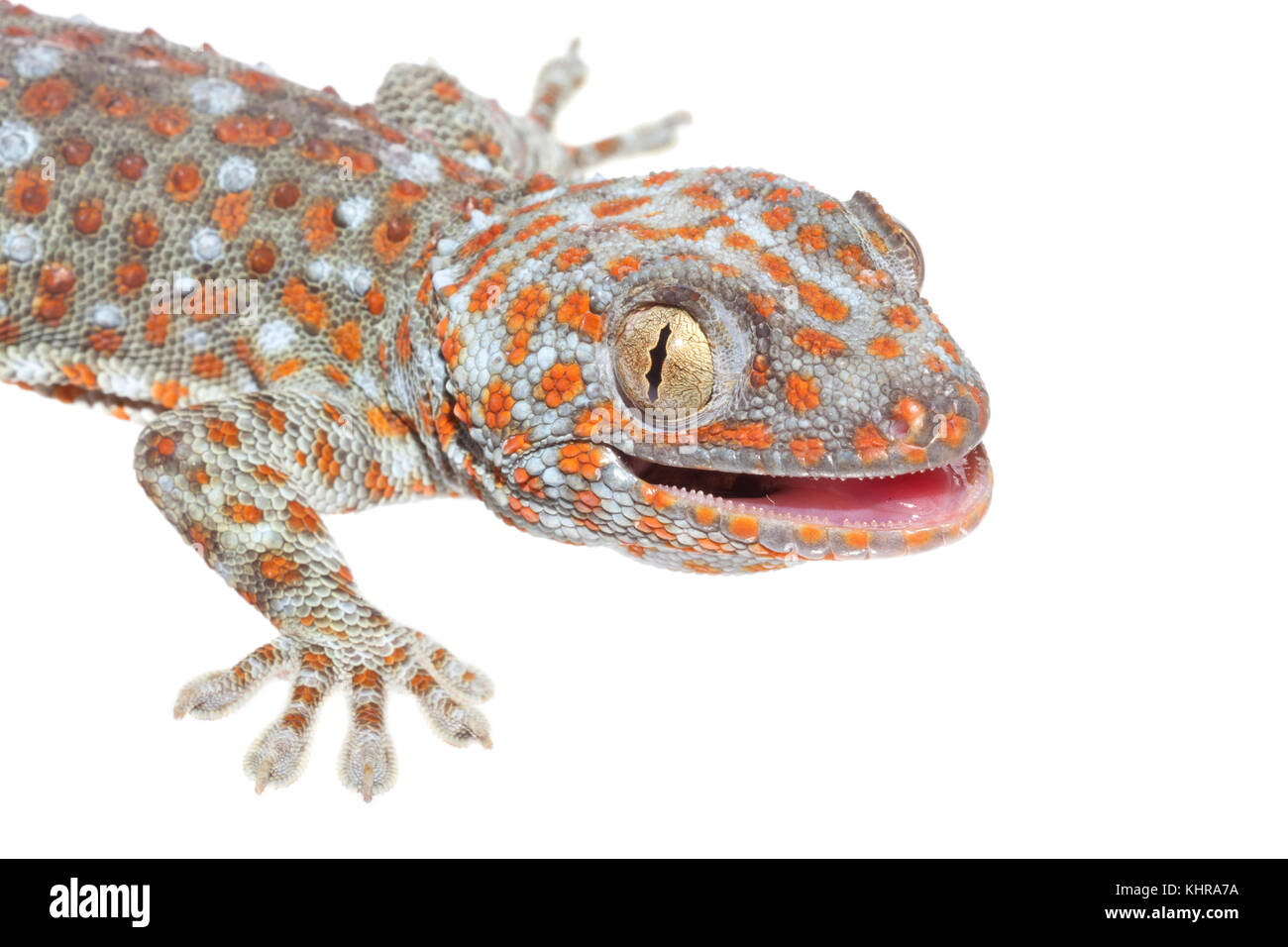 Tokay Gecko (Gecko gecko), Thailand Stock Photo - Alamy