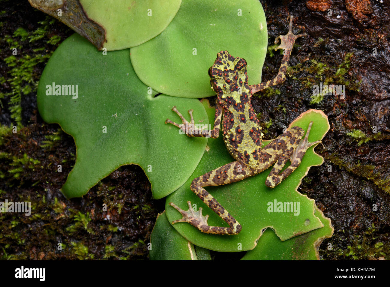 Bornean Rainbow Toad (Ansonia latidisca), unseen since 1924 it was ...