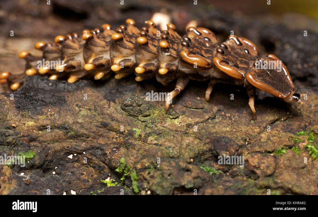Trilobite Beetle (Platerodrilus sp) neotenic female remains in her ...