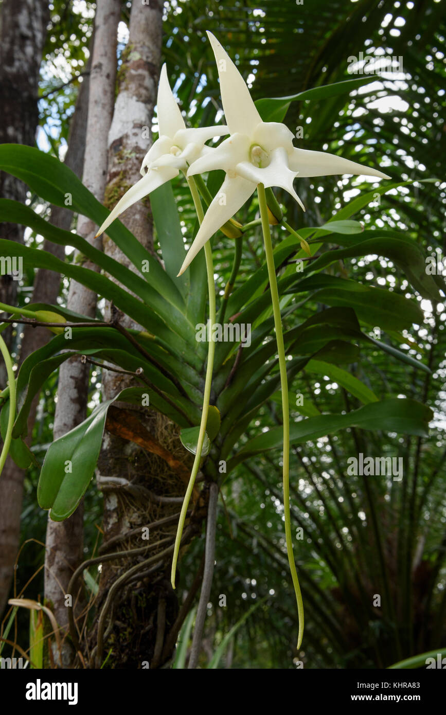 Comet Orchid (Angraecum sesquipedale) flowers, Canal des Pangalanes ...