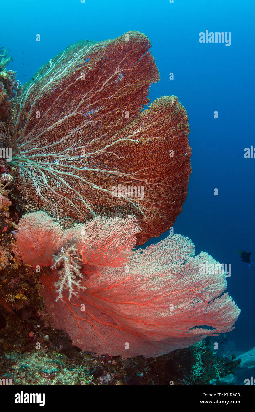 Sea fans, Raja Ampat Islands, Indonesia Stock Photo - Alamy