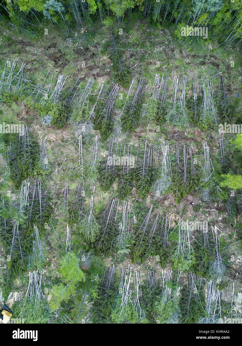 Recently felled conifers from clearcut forestry operation, Nova Scotia ...