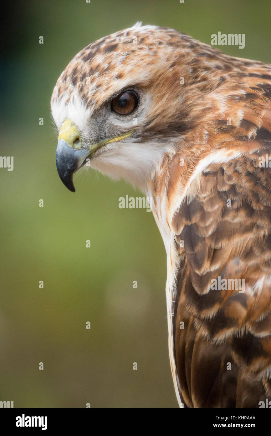 Red-tailed Hawk (Buteo jamaicensis), captive educational animal, Wolf ...
