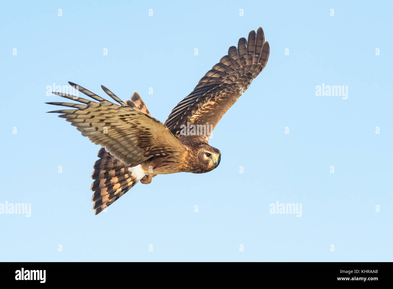 Northern Harrier (Circus cyaneus) flying, Texas Stock Photo - Alamy