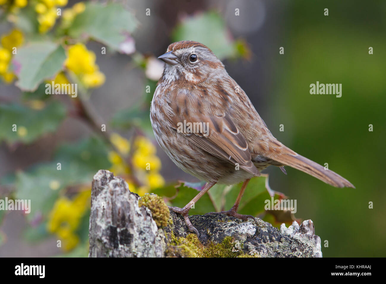 Song Sparrow (Melospiza melodia), Troy, Montana Stock Photo - Alamy