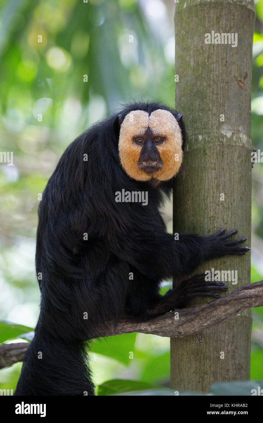 White-faced Saki (Pithecia pithecia) male, native to South America ...