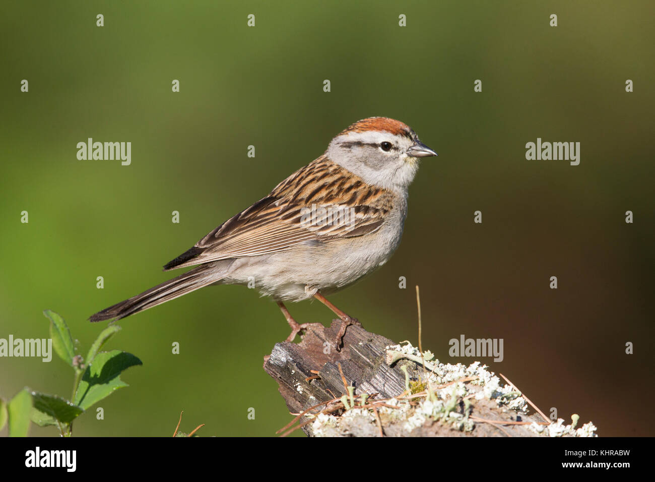 Chipping Sparrow (Spizella passerina), Troy, Montana Stock Photo - Alamy
