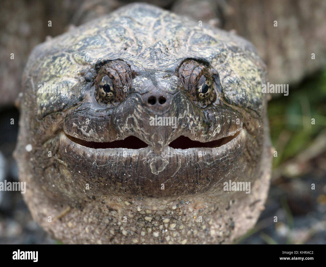 Snapping Turtle (Chelydra serpentina) female, Nova Scotia, Canada Stock ...