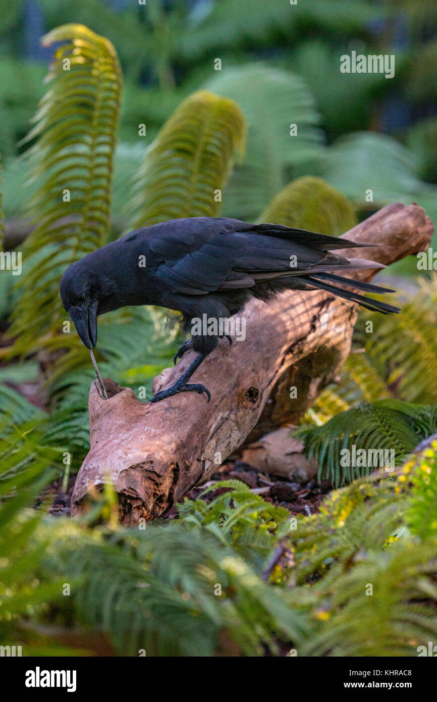 Hawaiian Crow (Corvus hawaiiensis) using stick tool to reach food ...