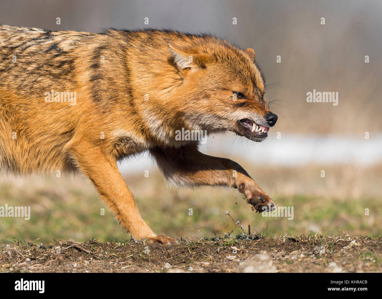 Golden Jackal (Canis aureus) snarling in aggressive posture, Danube Delta, Romania Stock Photo ...