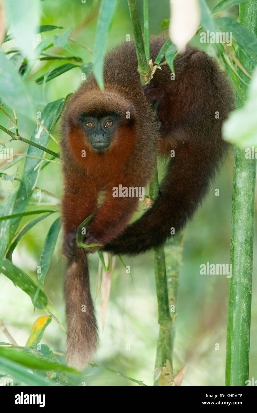 Dusky Titi Monkey (Callicebus moloch), Tambopata National Reserve, Peru ...