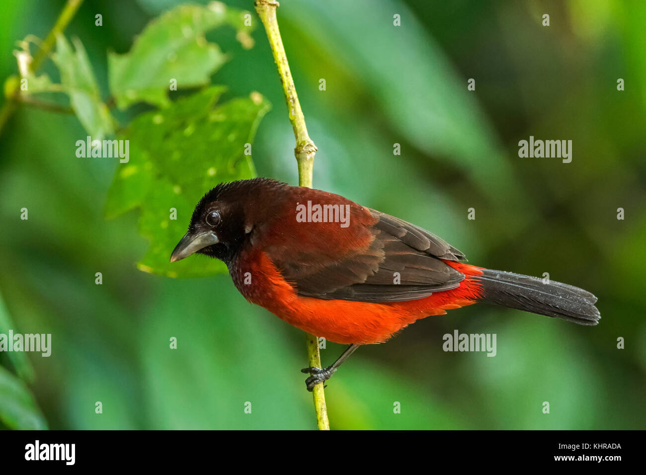 Crimson-backed Tanager (Ramphocelus dimidiatus) female, Sierra Nevada ...
