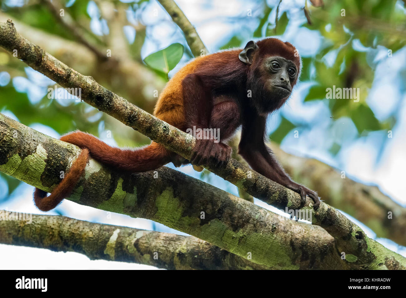 Red Howler Monkey (Alouatta seniculus) young, Magdalena Valley ...