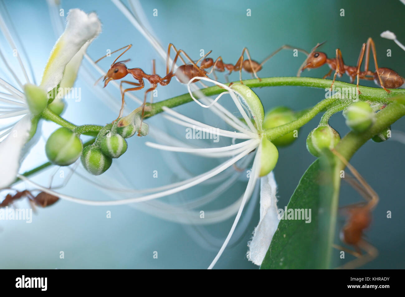 Green Tree Ant (Oecophylla smaragdina) group on flowering plant, Angkor ...