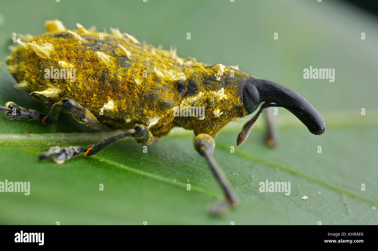 Weevil (Lixus sp) with yellow wax, Antananarivo, Madagascar Stock Photo ...