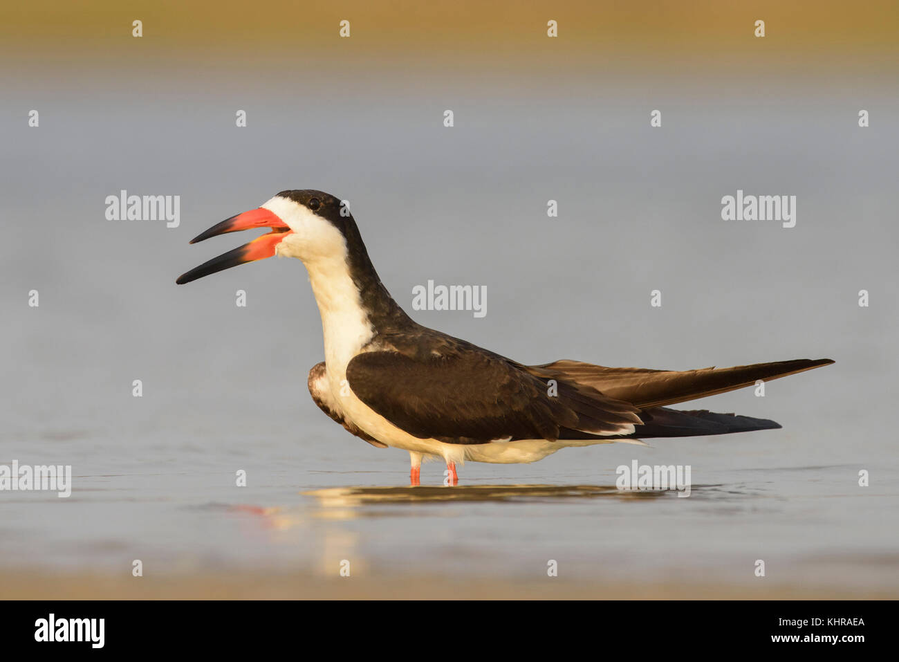 Black Skimmer (Rynchops niger) calling, Texas Stock Photo - Alamy