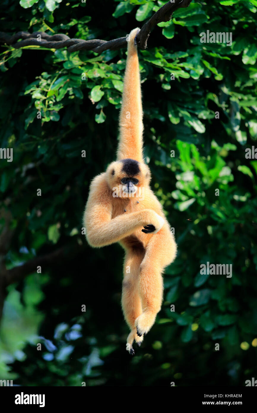 Buff-cheeked Gibbon (Nomascus gabriellae) female hanging in tree ...