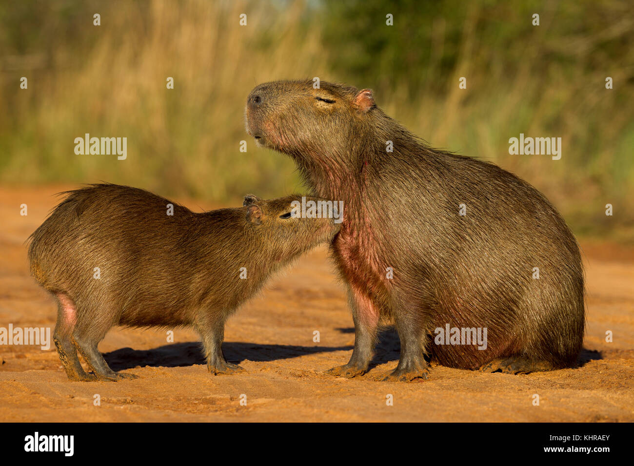 Capybara (Hydrochoerus hydrochaeris) juvenile smelling mother, Ibera ...