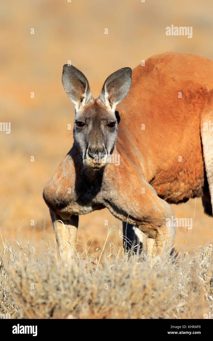 Red Kangaroo (Macropus rufus) male, Sturt National Park, New South ...
