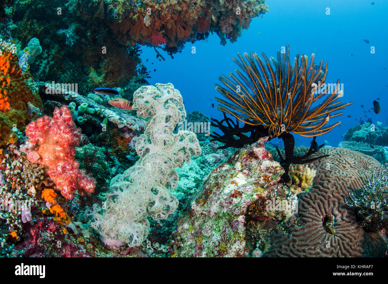 Coral reef, Raja Ampat Islands, Indonesia Stock Photo - Alamy