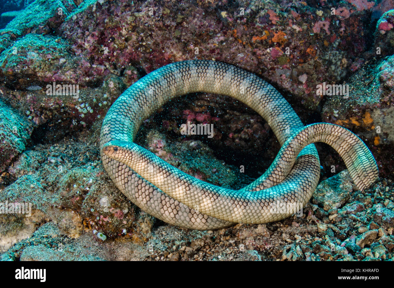 Broad-banded Blue Sea Krait (Laticauda semifasciata), Gili Air, Banda ...