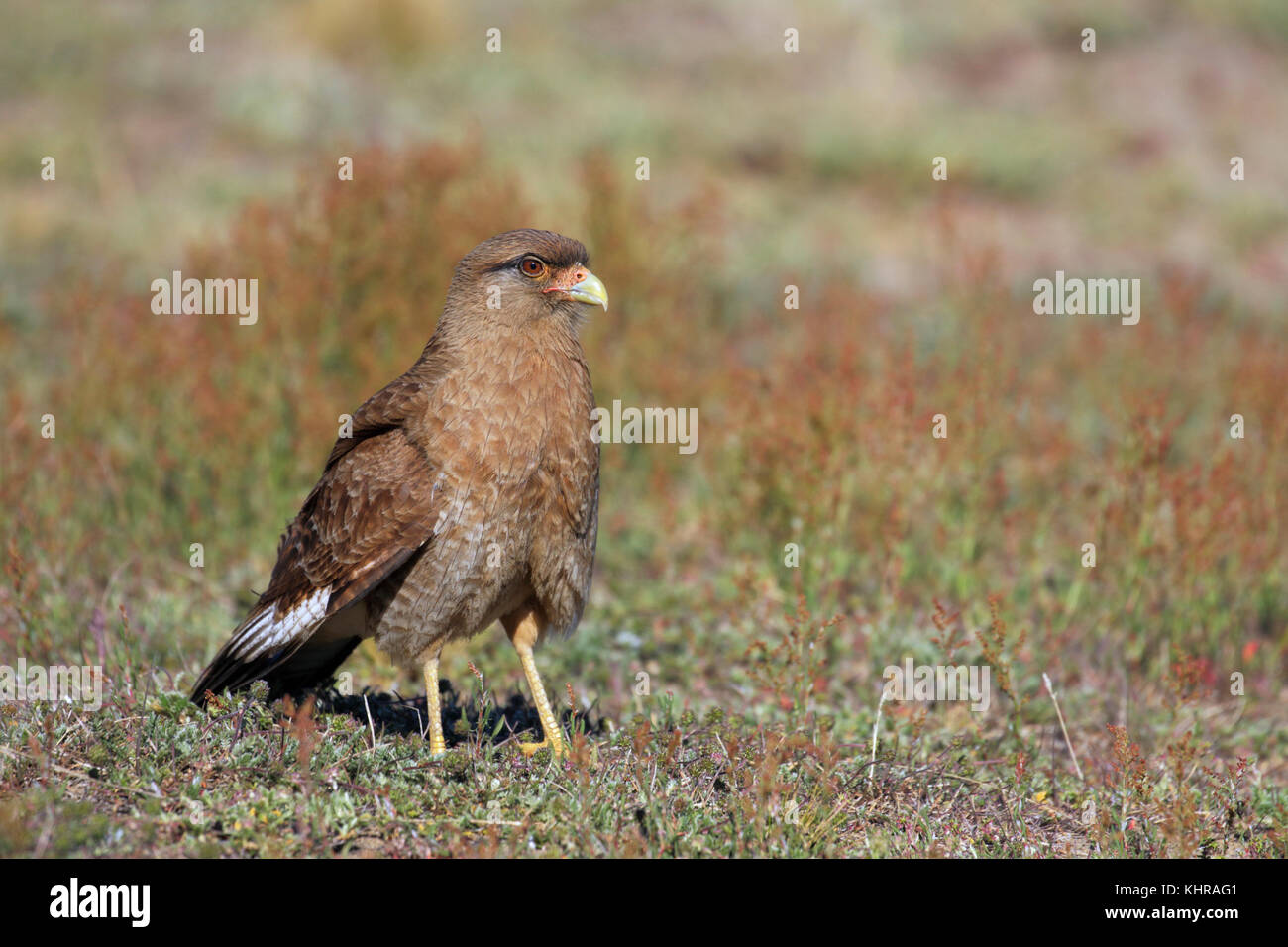 "Chimango Caracara (Milvago chimango), Patagonia, Argentina Stock Photo ...