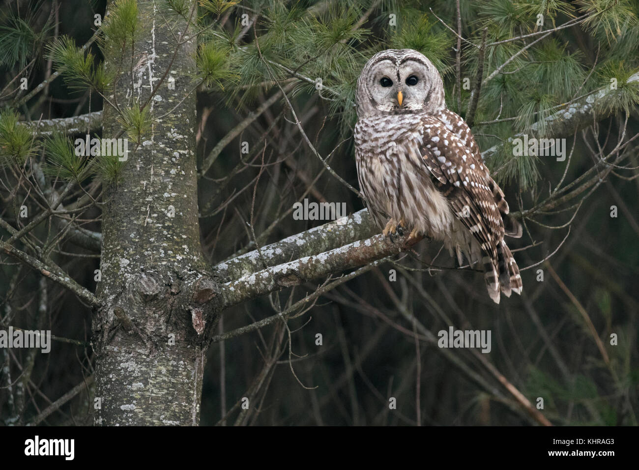Barred Owl (Strix varia) in White Pine (Pinus strobus), Eau Claire ...