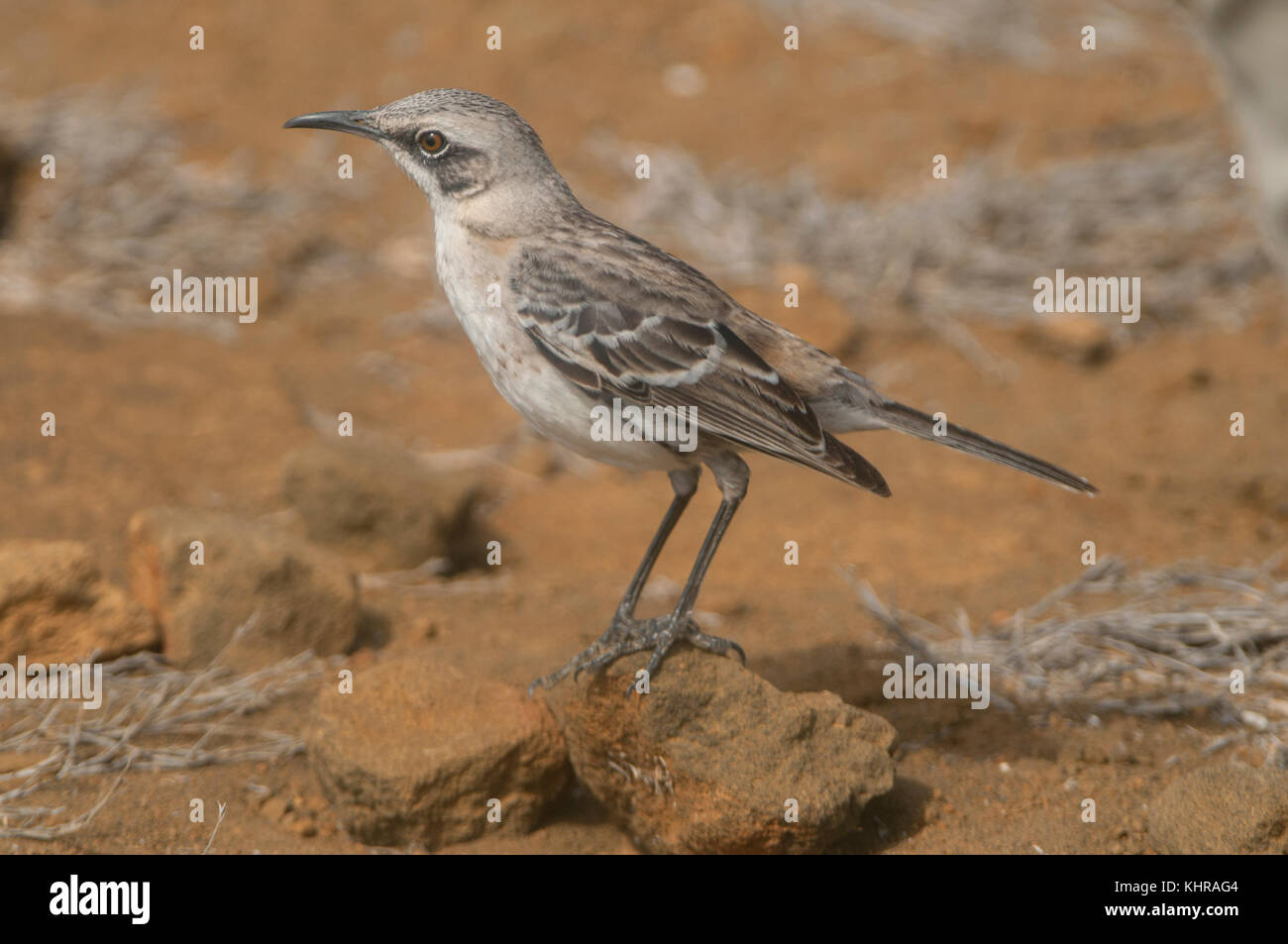 Galapagos Mockingbird (Nesomimus parvulus), Galapagos Islands, Ecuador ...