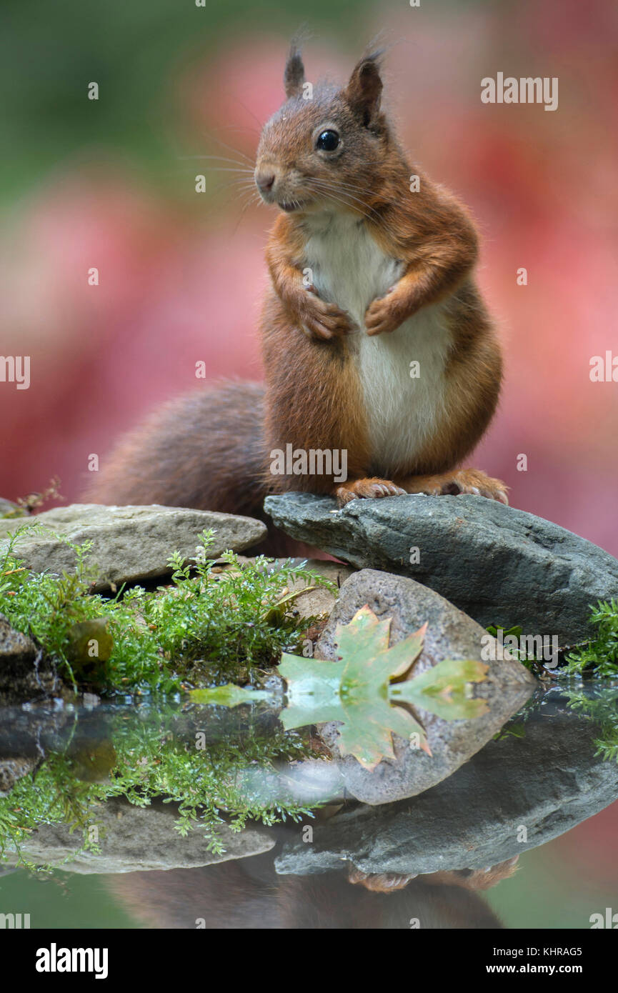 Eurasian Red Squirrel (Sciurus vulgaris), Netherlands Stock Photo - Alamy