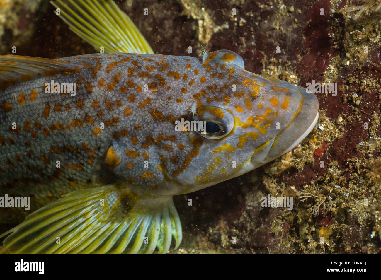 Underwater close up macro picture of a colorful fish in Pacific Ocean ...