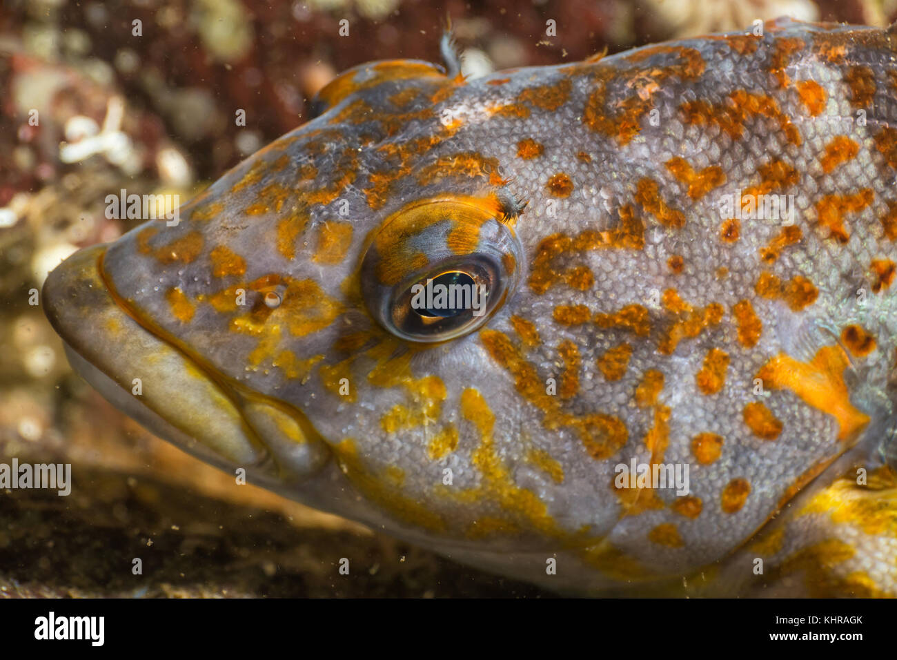 Underwater close up macro picture of a colorful fish in Pacific Ocean ...