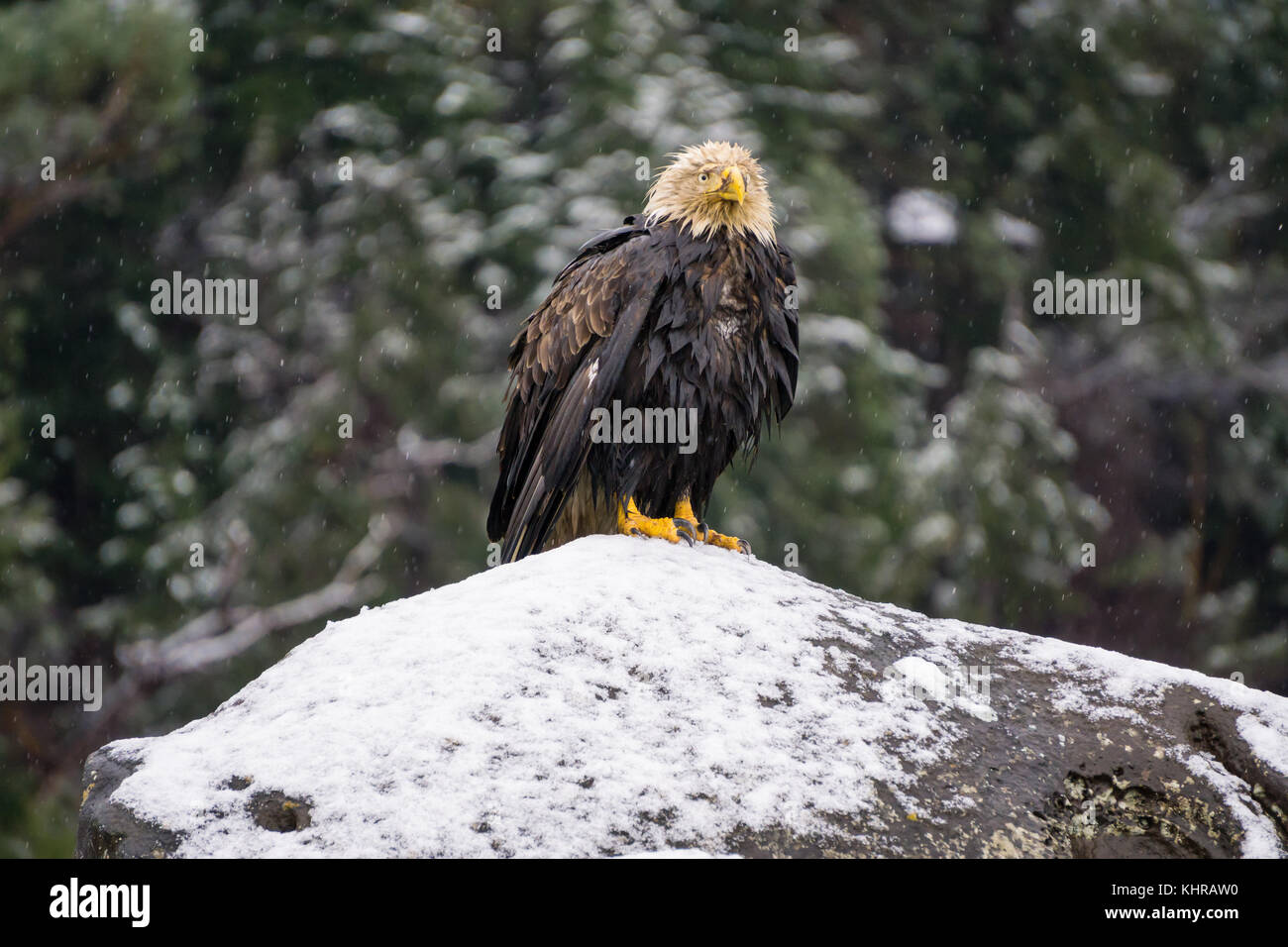 Big and old Eagle sitting on a rock covered in snow. Picture taken in ...