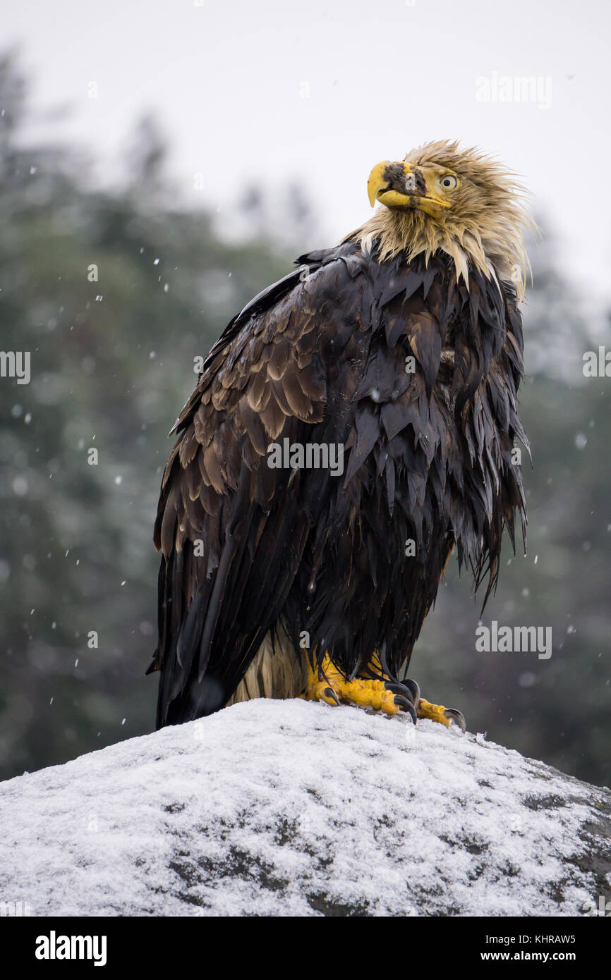 Big and old Eagle with an injured beak sitting on a rock covered in ...