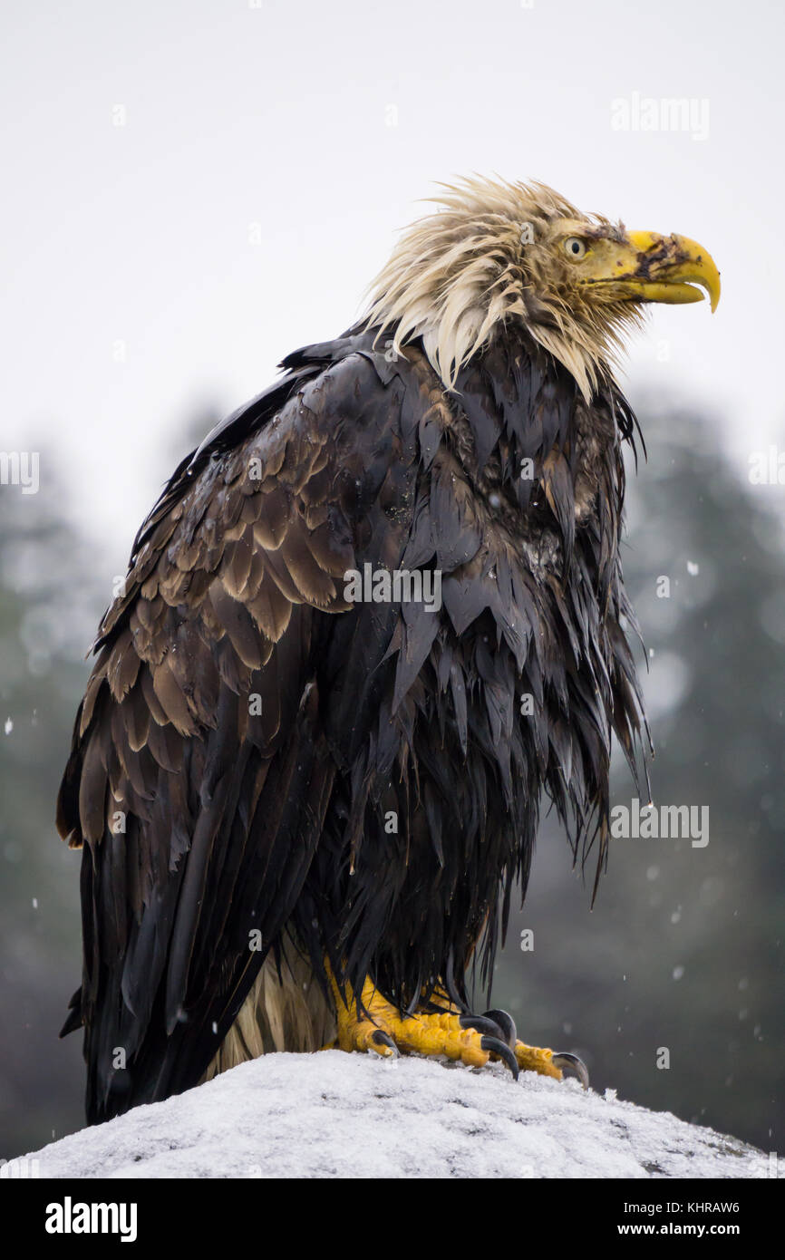 Big and old Eagle with an injured beak sitting on a rock covered in ...