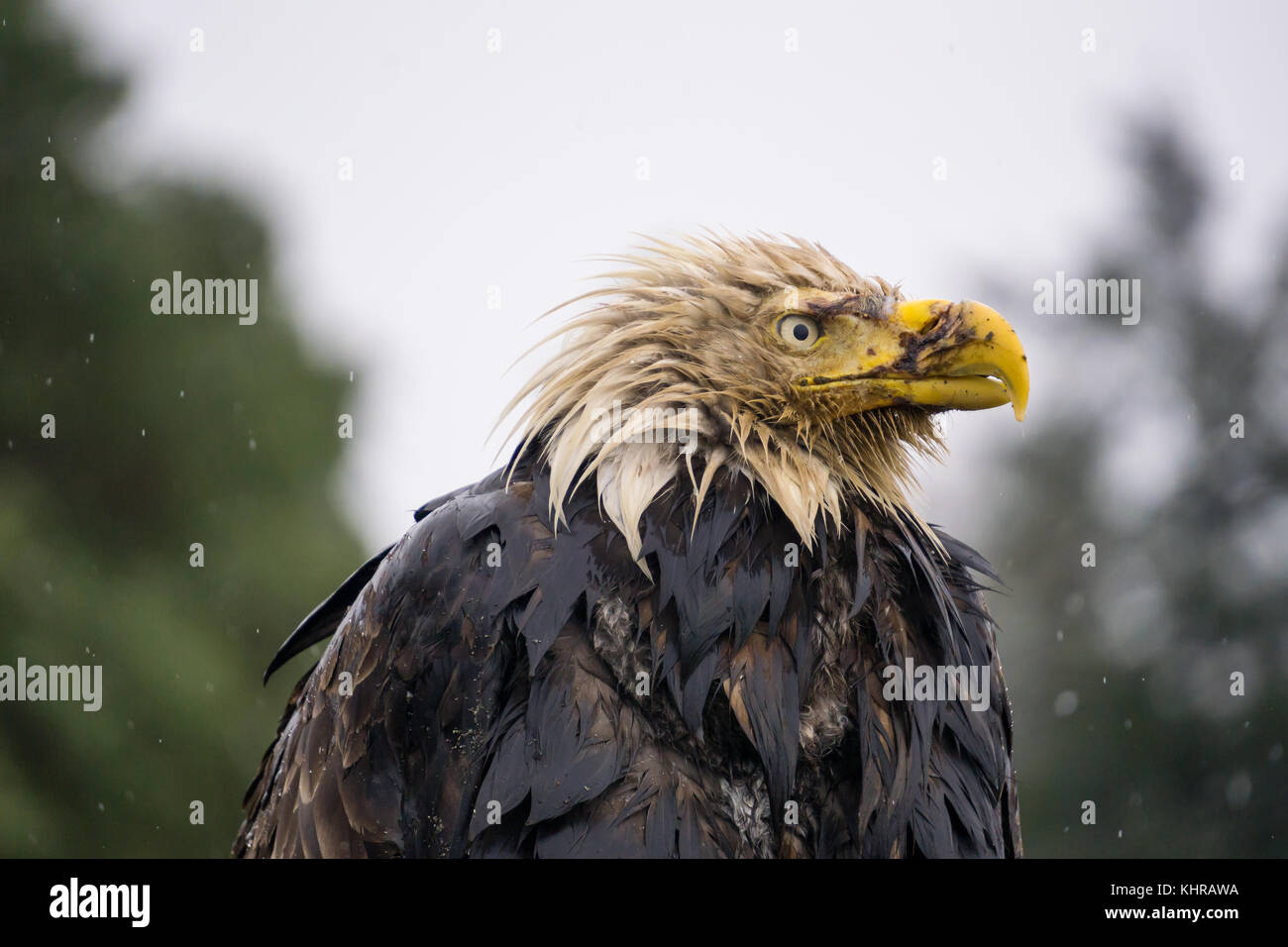 Portrait of a Big and Old Eagle with an injured beak. Picture taken in ...